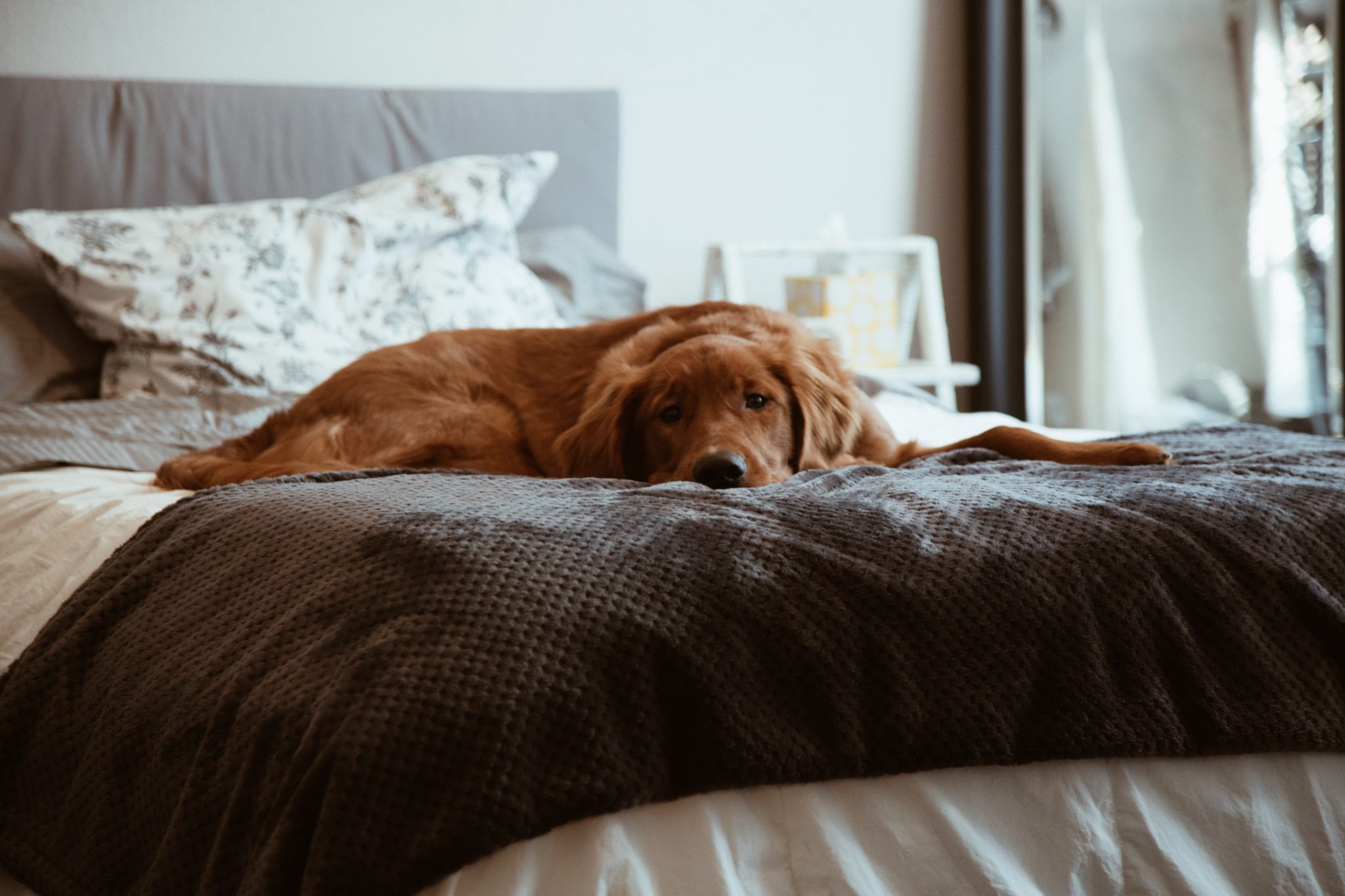 A Survival Guide For Moving With Pets | Inman Real Estate News