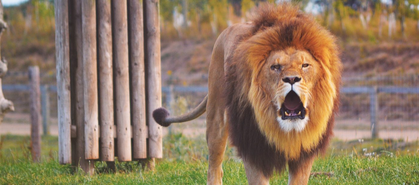 Lion & Orb And Luxury Presence Launch Marketing Partnership - Inman