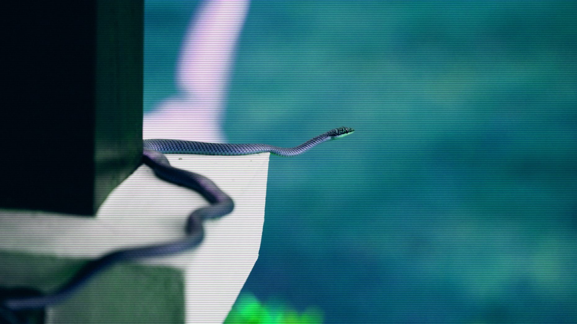 7 Crazy Critter Encounters In Real Estate — And What To Do About Them ...