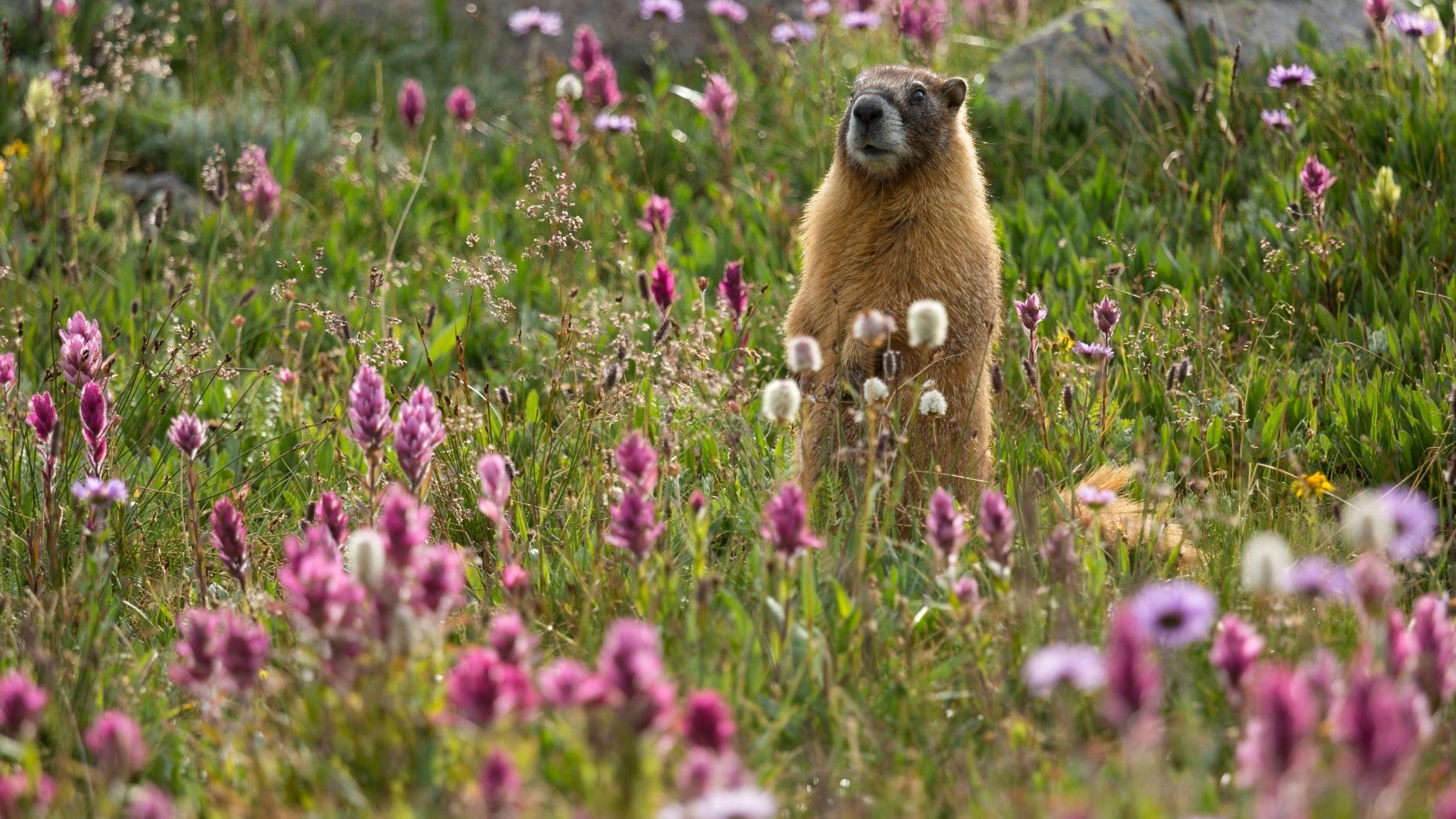 Forget What Punxsutawney Phil Says: Spring's Already Here For ...